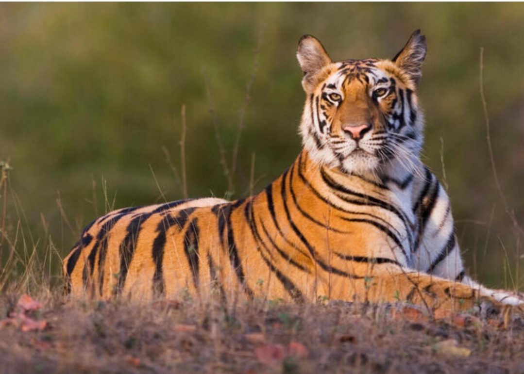 All you need to know about International Tiger Day - The Edge Media