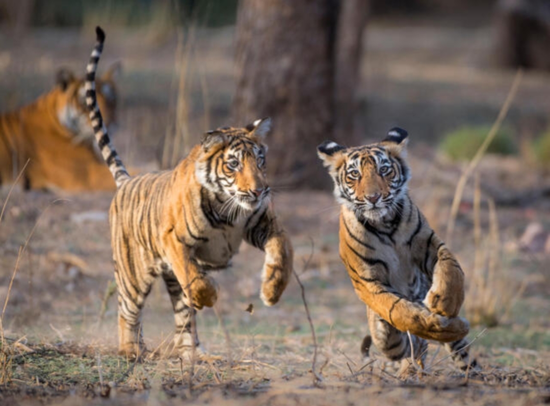 All you need to know about International Tiger Day – The Edge Media